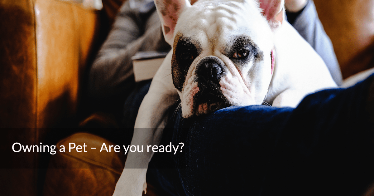 Owning a Pet - Are you ready?