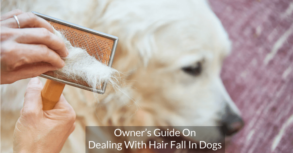 A First-Time Owner’s Guide On Dealing With Hair Fall In Dogs