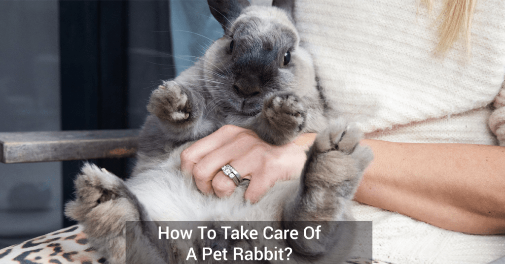 9 Tips to take care of a pet Rabbit