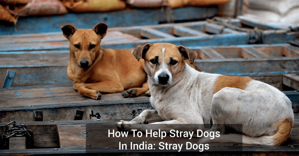 How to help stray dogs in India: Stray Dog(s) Management.