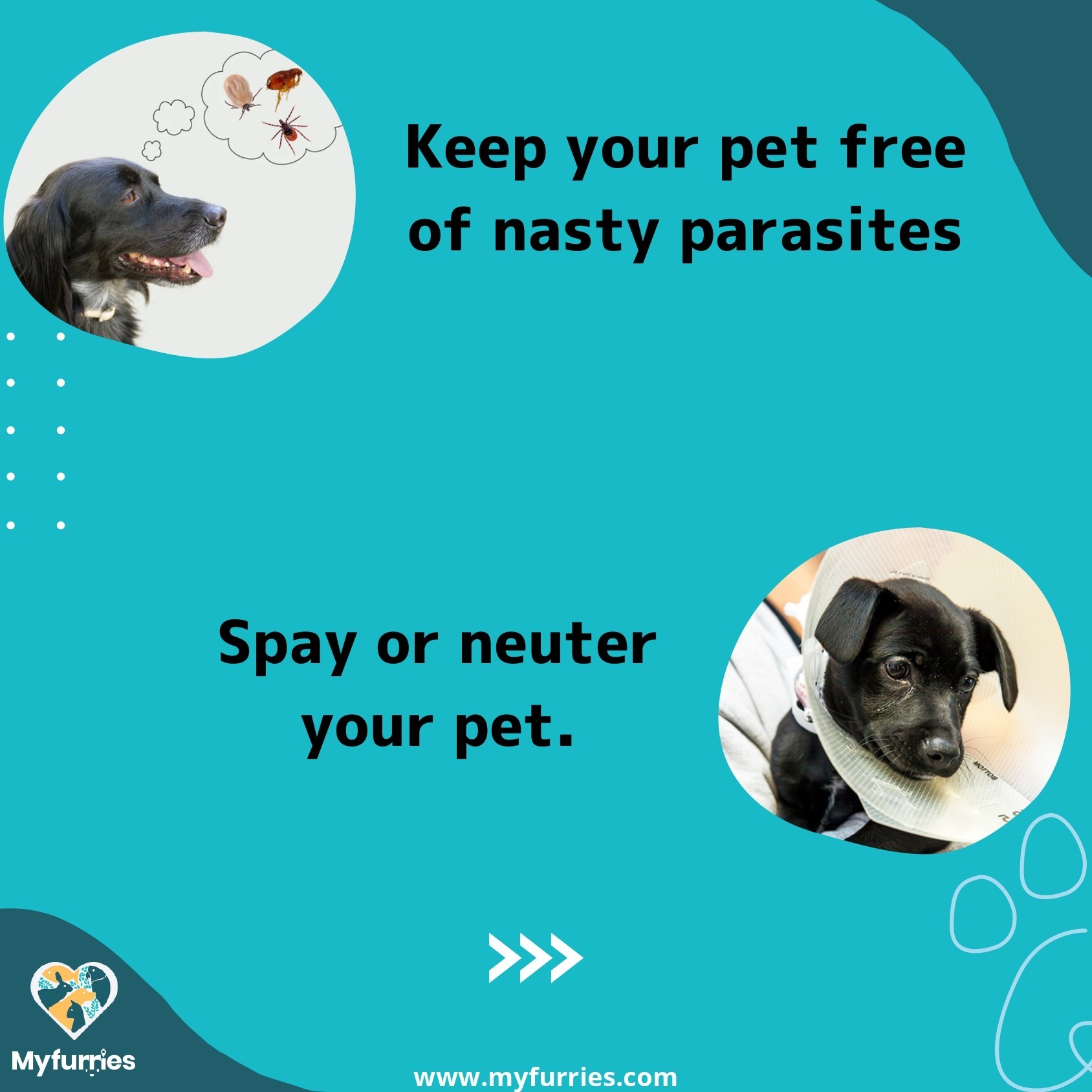 Tips For Keeping Your Pets Healthy Throughout Their Life. - MyFurries Blog