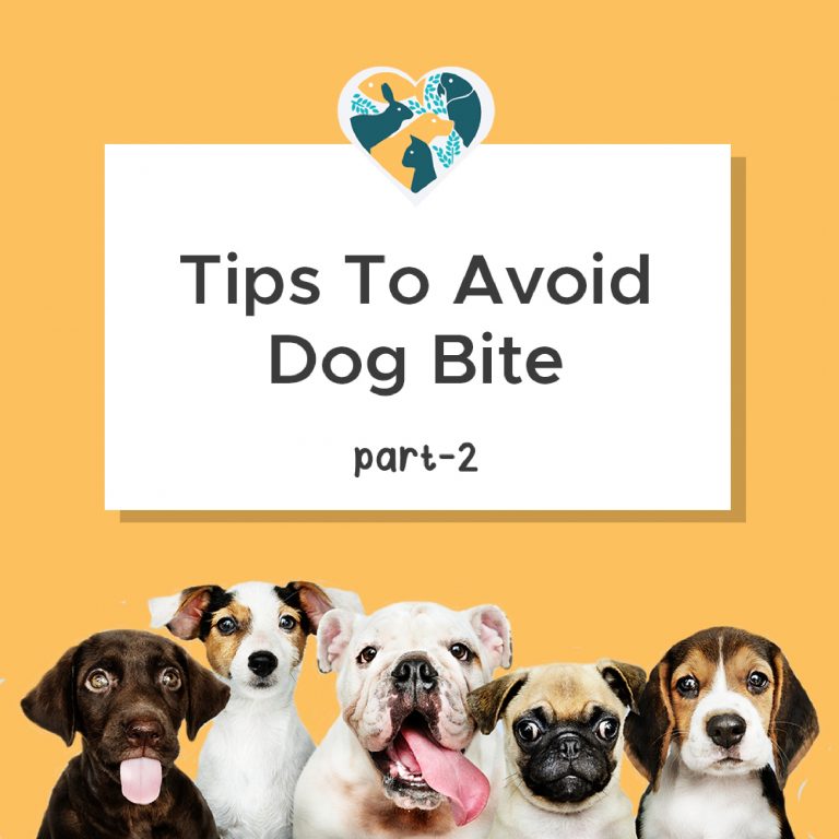 Dog Bites: Understanding the Risks Involved - MyFurries Blog