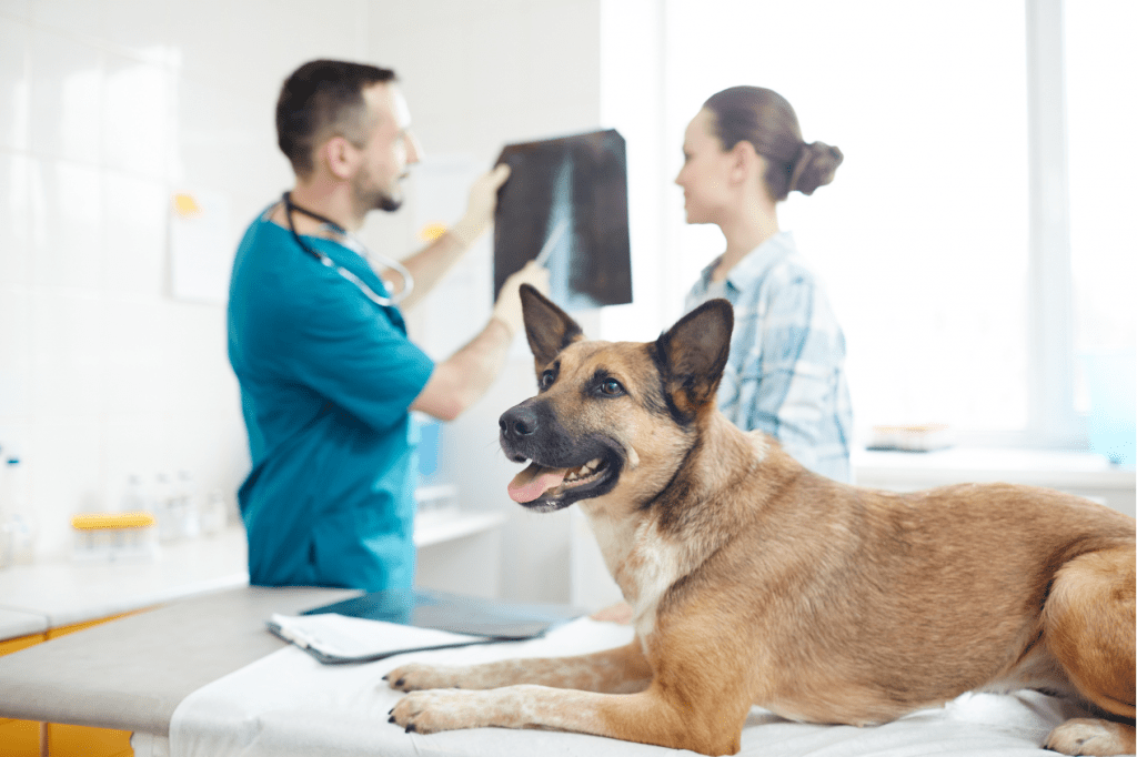 Top 10 reasons for Vet visits by pet Owners 2023 - MyFurries Blog