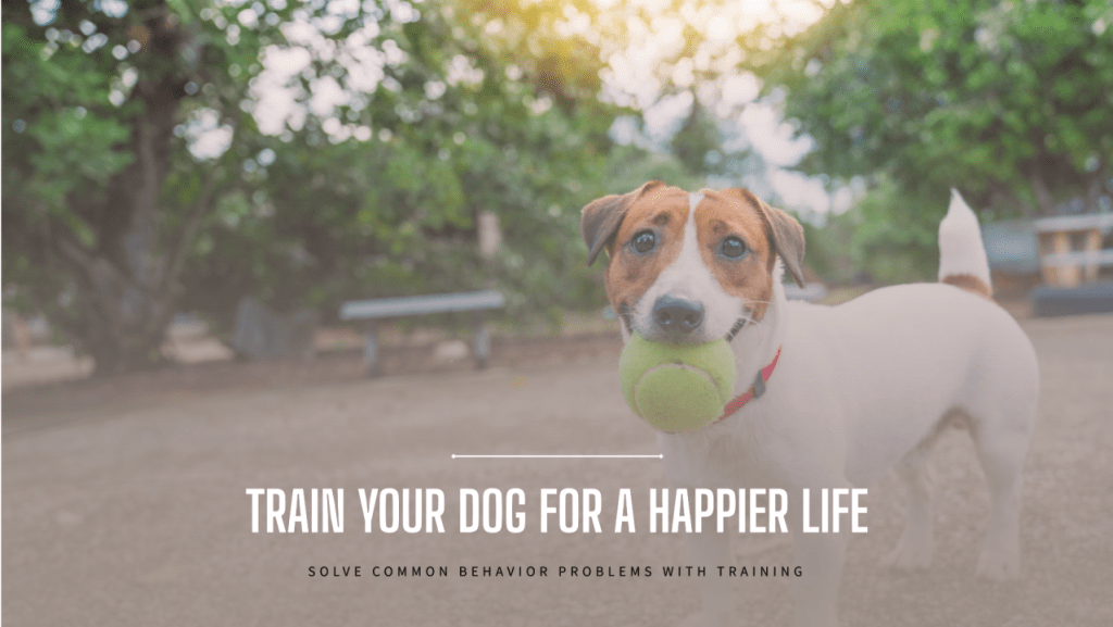 5 Common Dog Behavior Problems Every Pet Parent Faces—and Why Training ...
