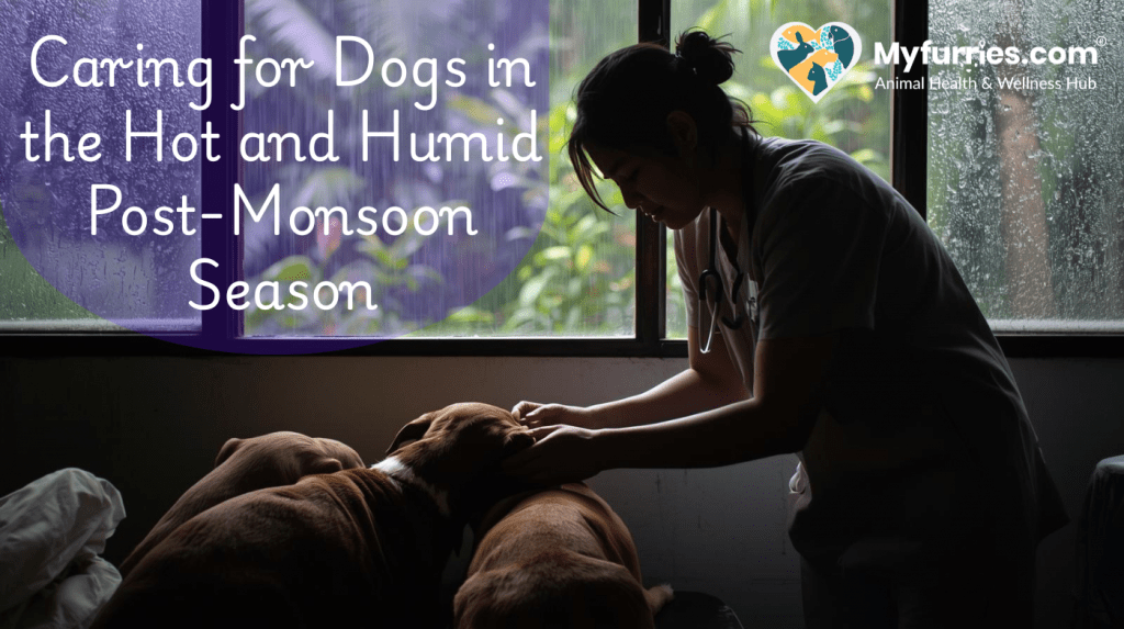 Caring for Dogs in the Hot and Humid Post-Monsoon Season - MyFurries Blog