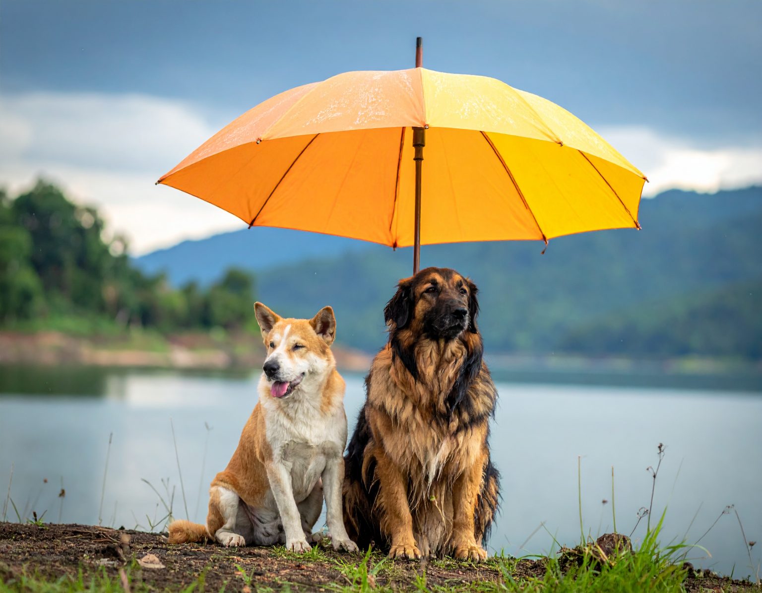 Caring for Dogs in the Hot and Humid Post-Monsoon Season - MyFurries Blog