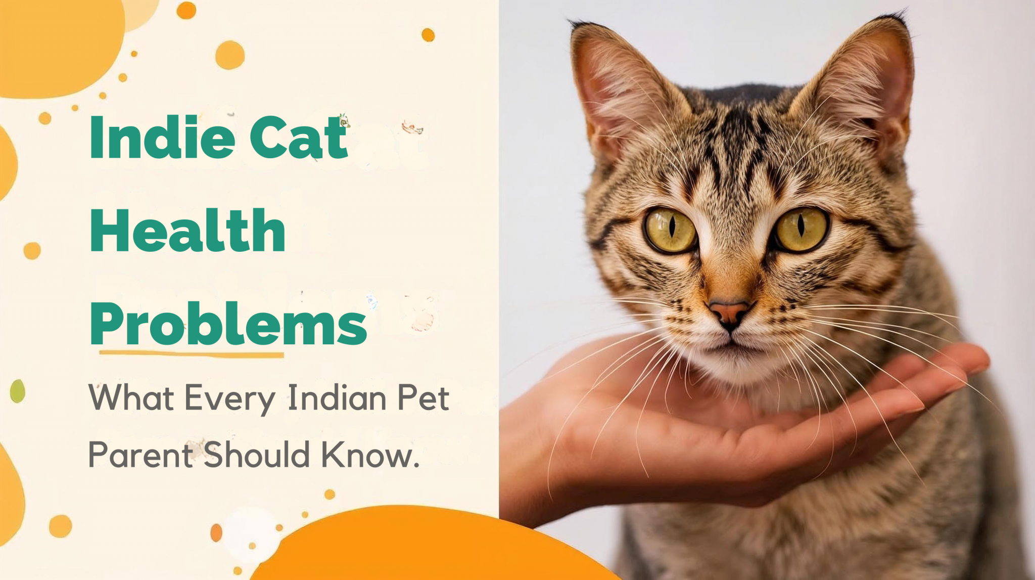 Indie Cat Health Problems: What Every Indian Pet Parent Should Know ...