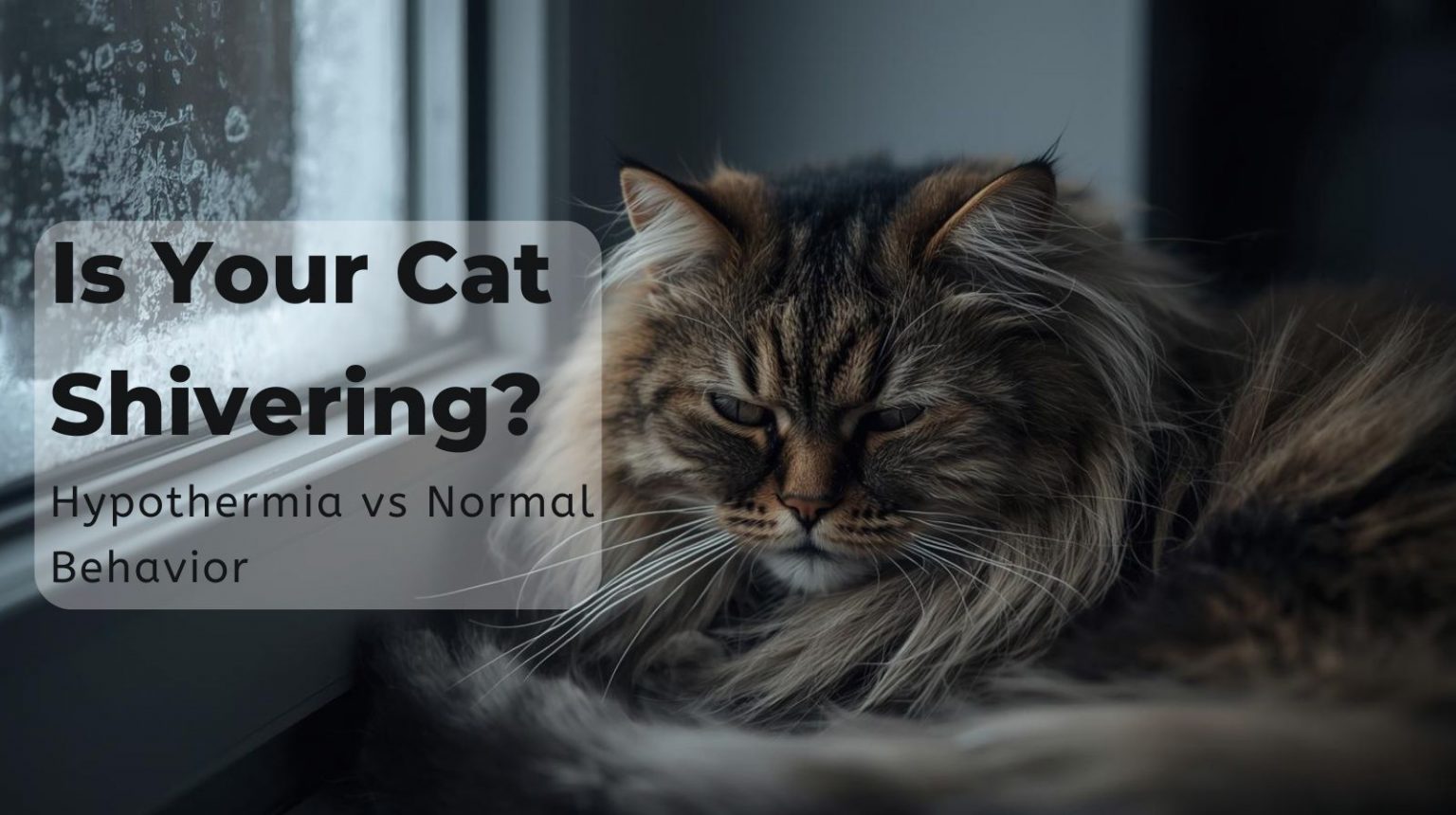 Is Your Cat Shivering? Hypothermia vs Normal Behavior - MyFurries Blog