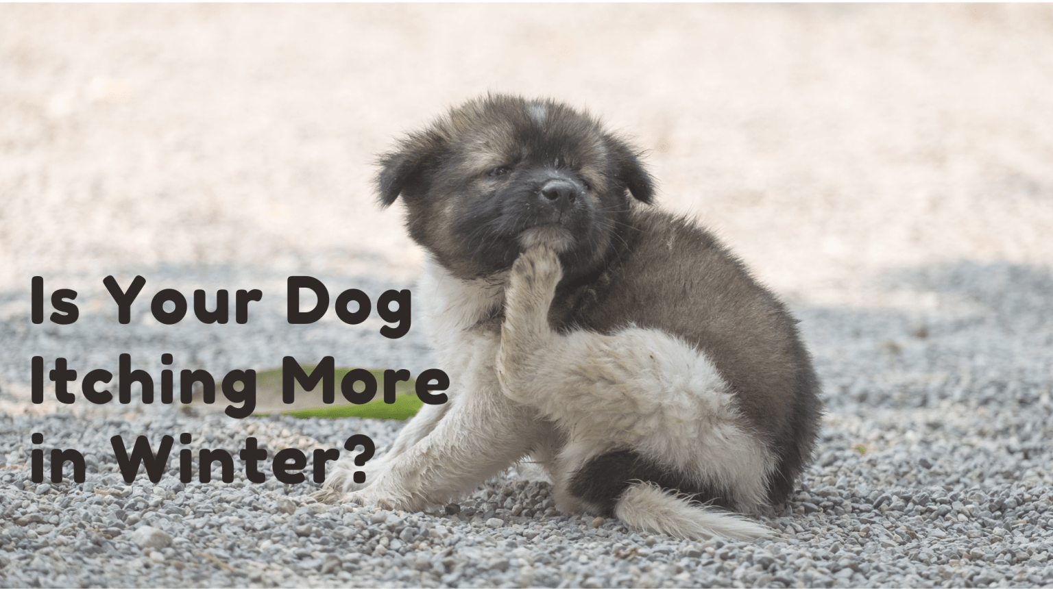 Is Your Dog Itching More in Winter? Skin & Coat Problems Explained ...